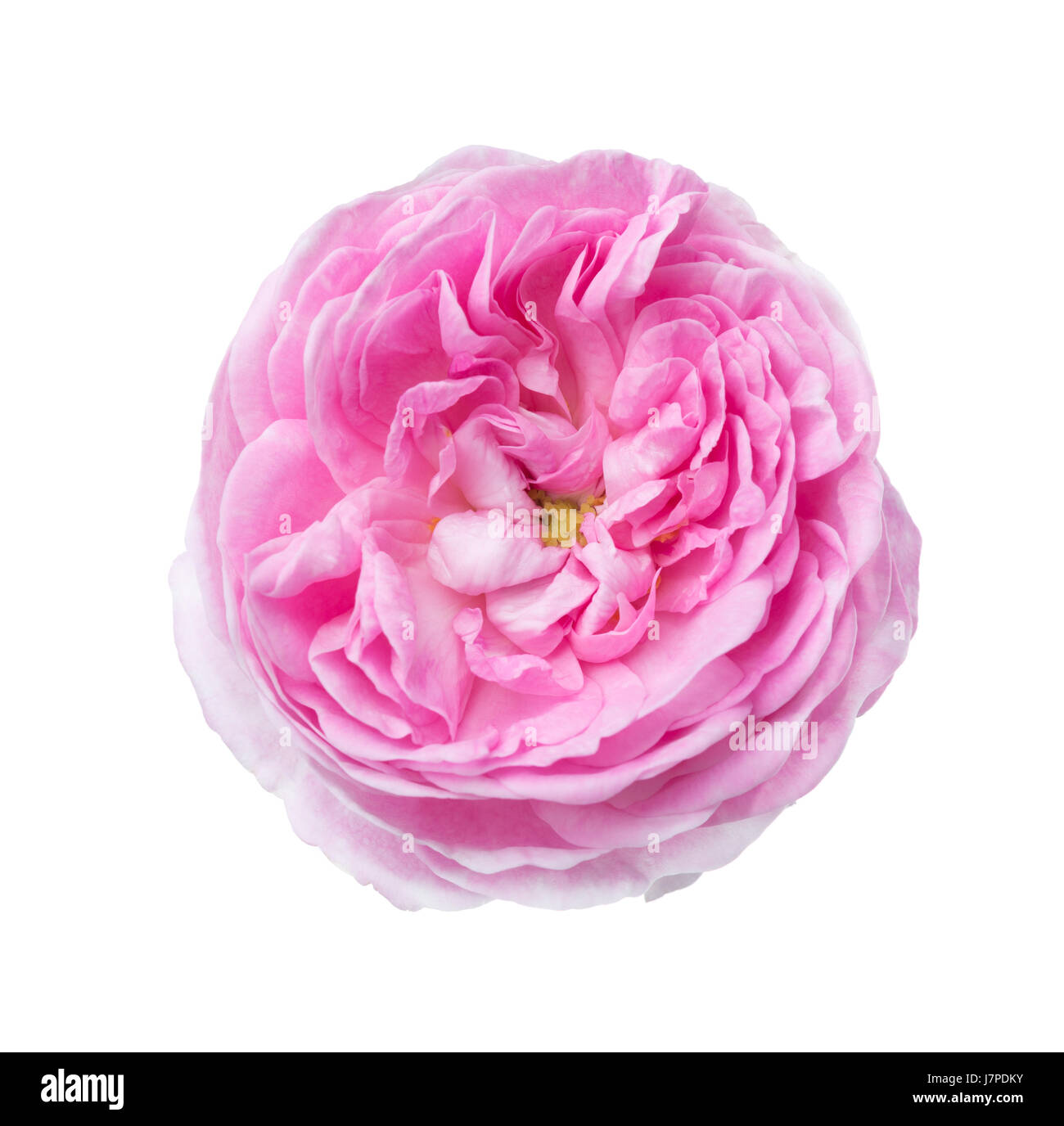 Rose odorata Cut Out Stock Images & Pictures - Alamy