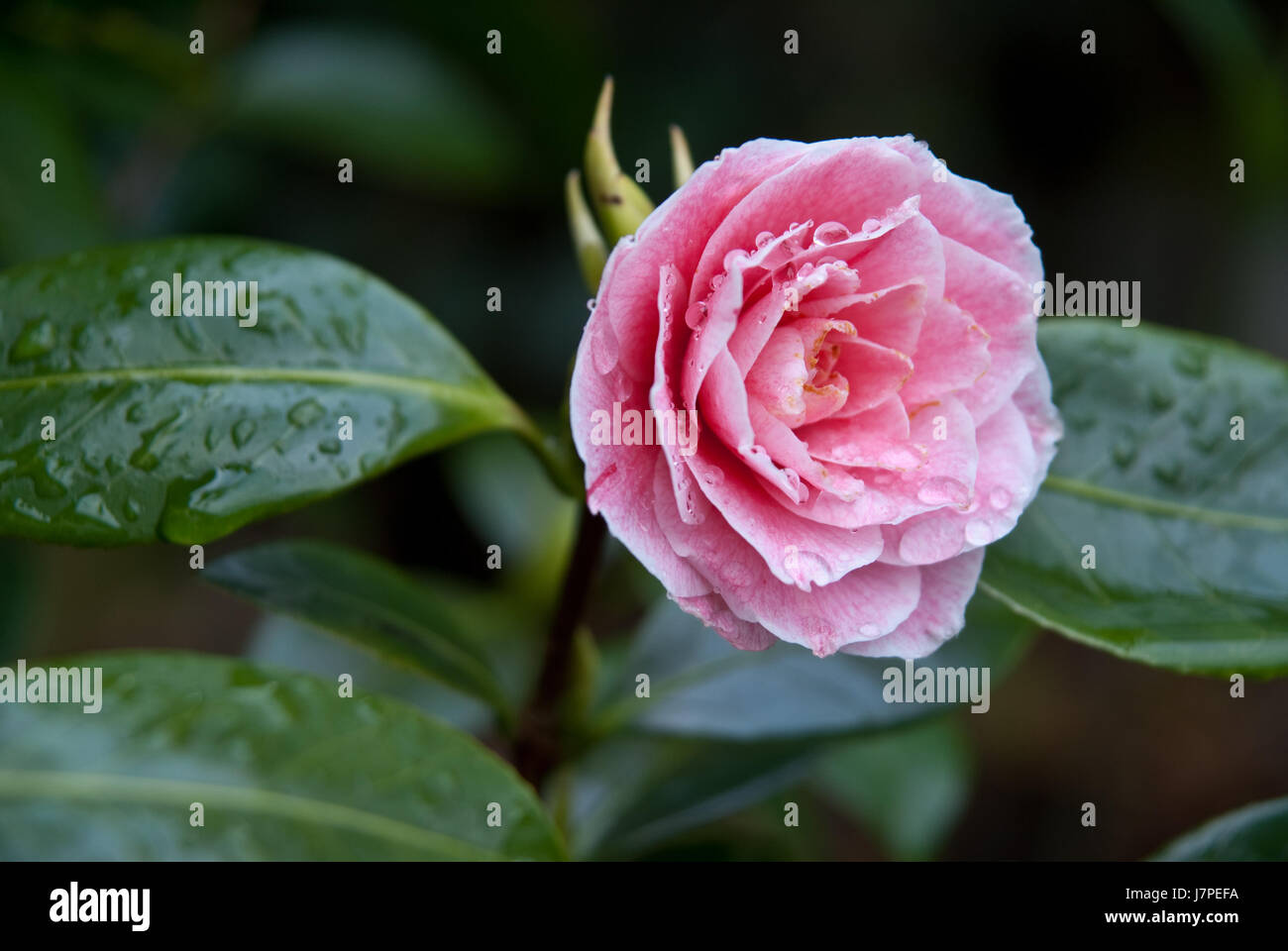 Portrait yellow rose hi-res stock photography and images - Alamy