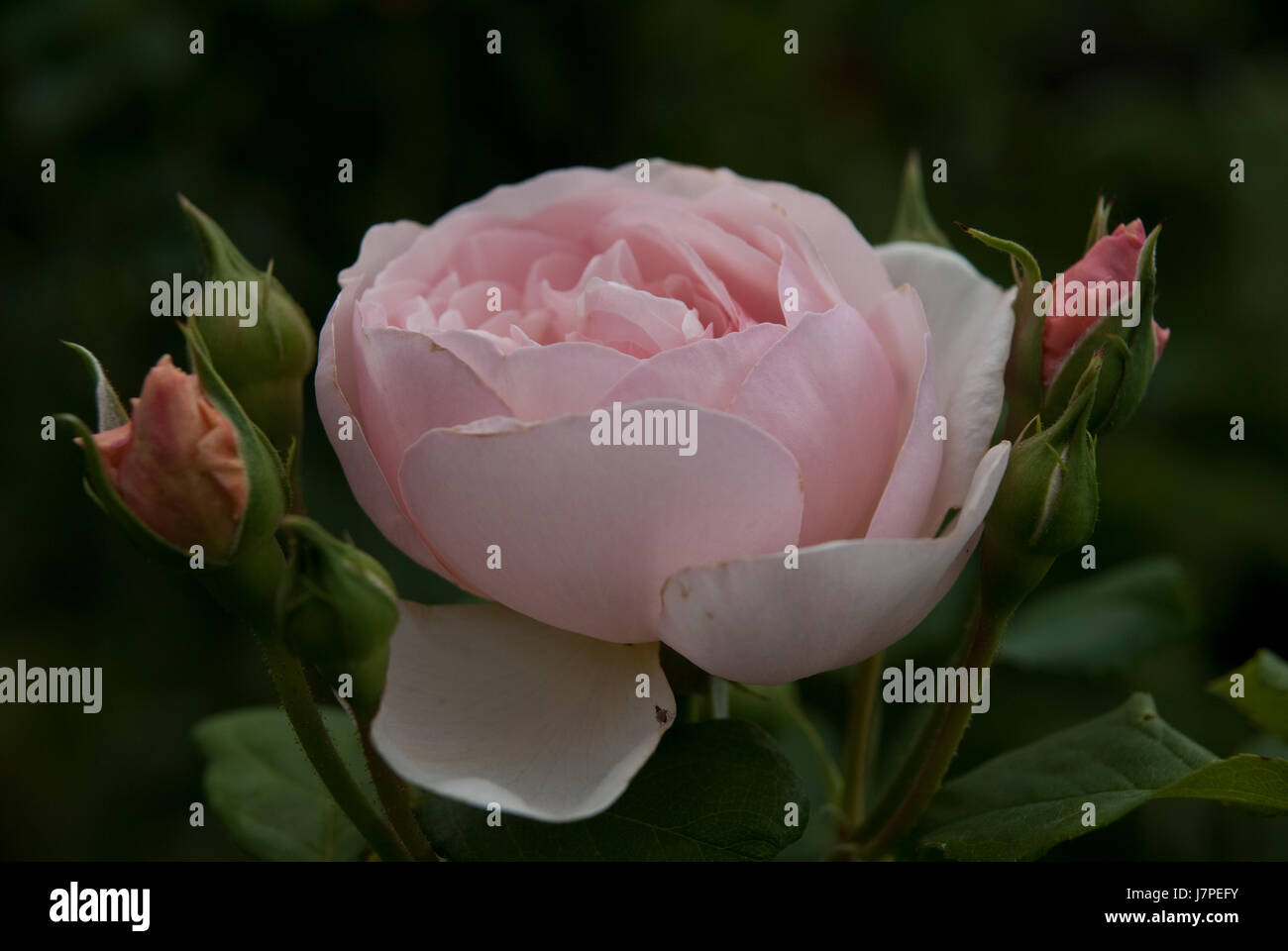 Portrait yellow rose hi-res stock photography and images - Alamy