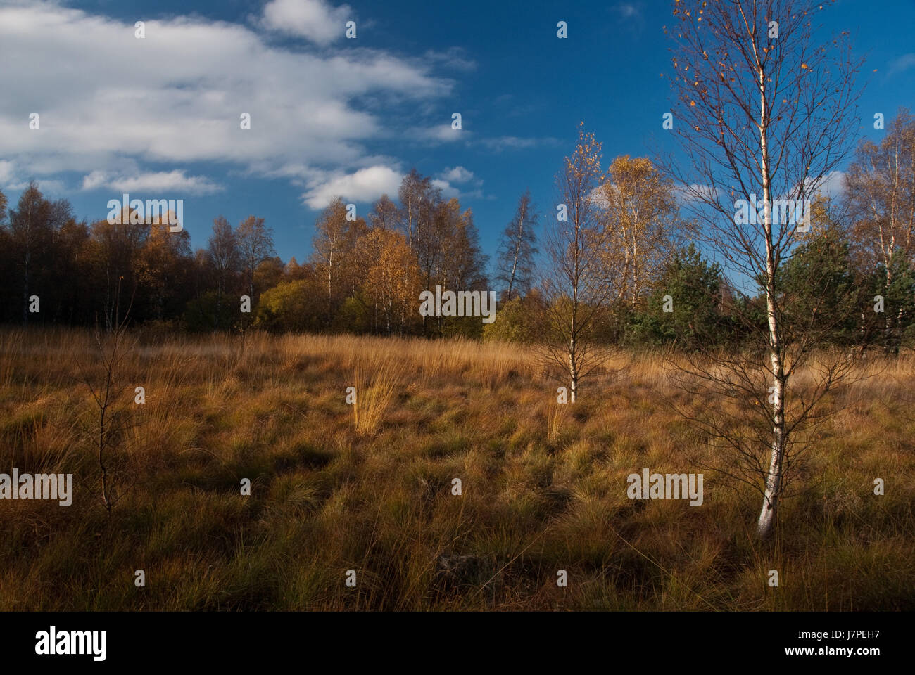 tree fen forest nature fall autumn leaf tree trees leaves coloured ...