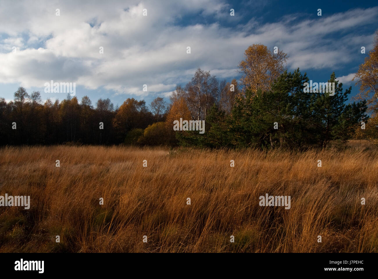 tree fen forest nature fall autumn leaf tree trees leaves coloured ...