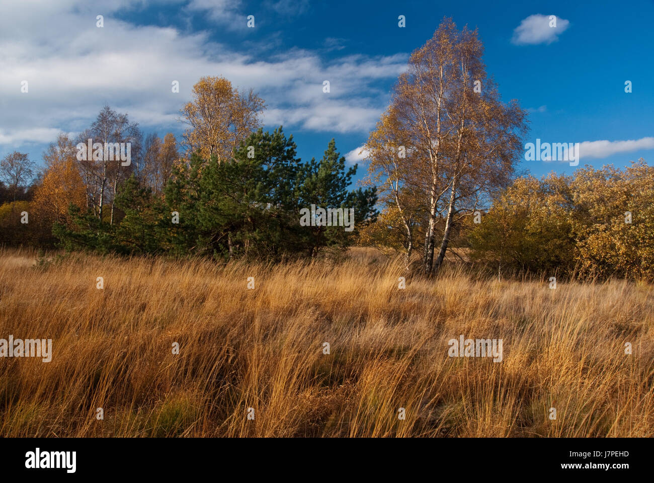 tree fen forest nature fall autumn leaf tree trees leaves coloured ...