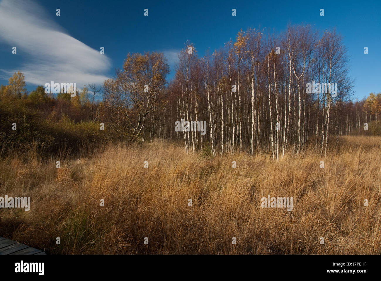 tree fen forest nature fall autumn leaf tree trees leaves coloured ...
