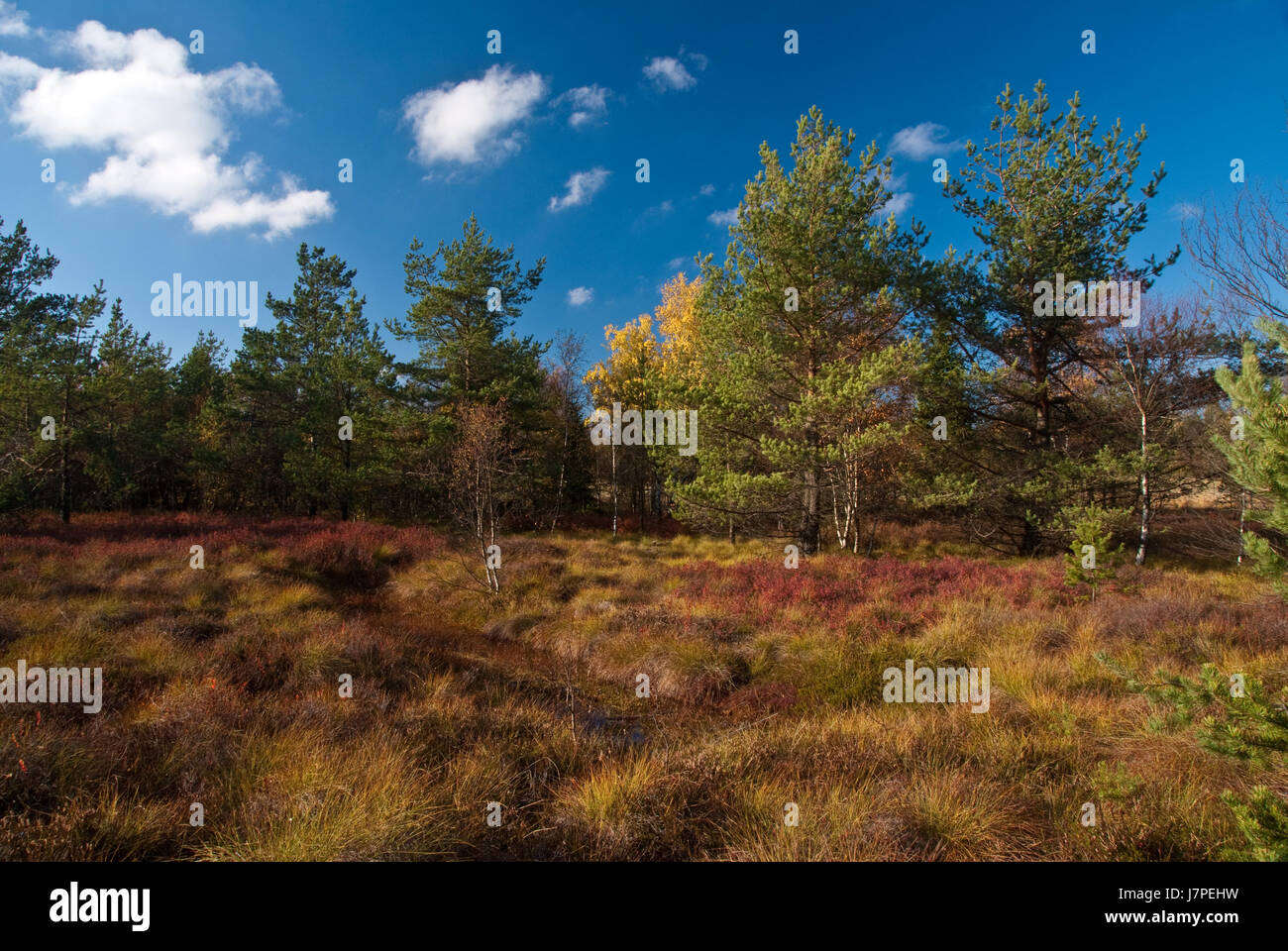 tree fen forest nature fall autumn leaf tree trees leaves coloured ...