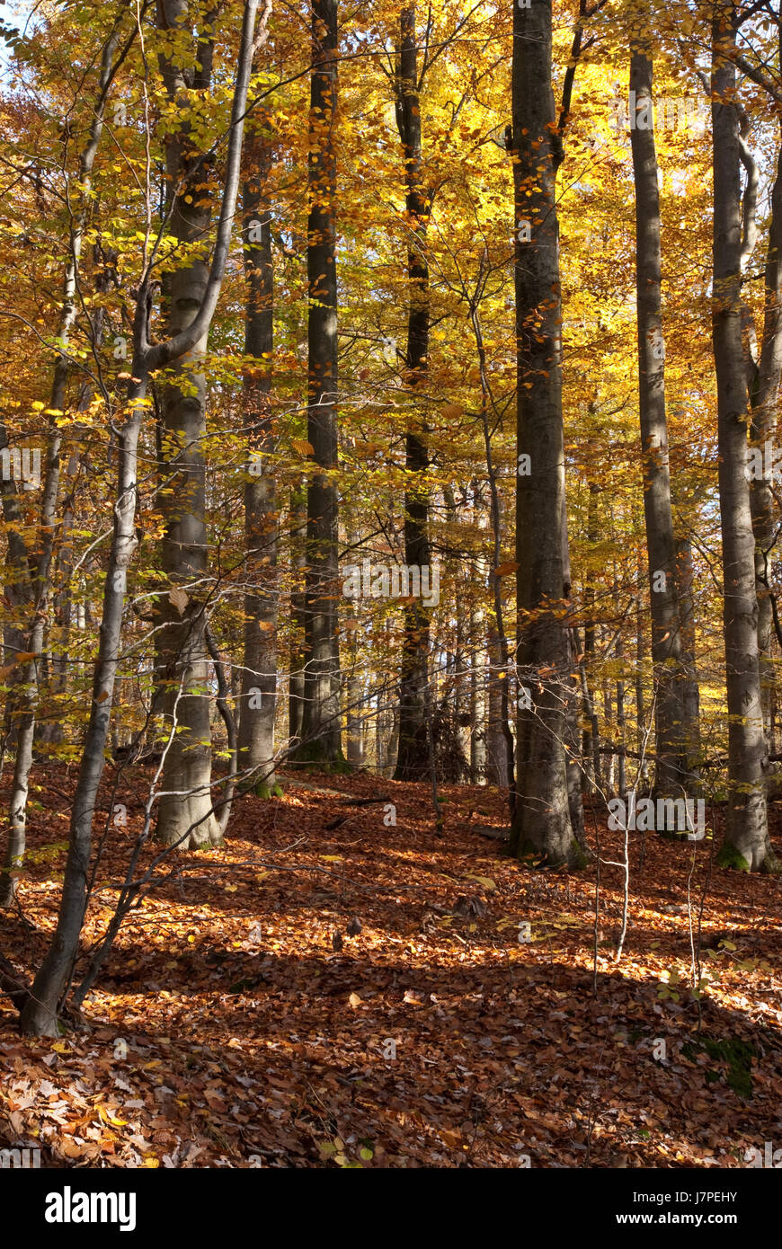 Steiger forest hi-res stock photography and images - Alamy