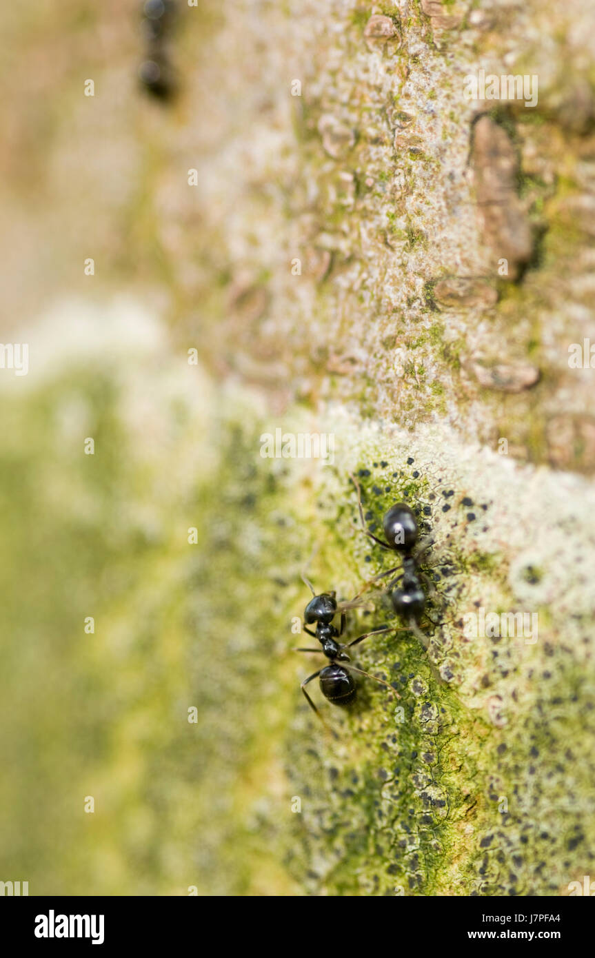 the way of ants Stock Photo - Alamy