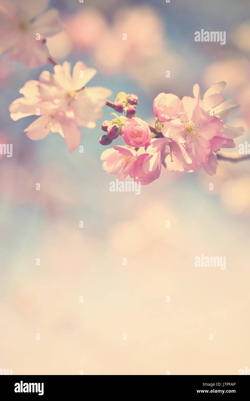 Beautiful springtime scene hi-res stock photography and images - Alamy