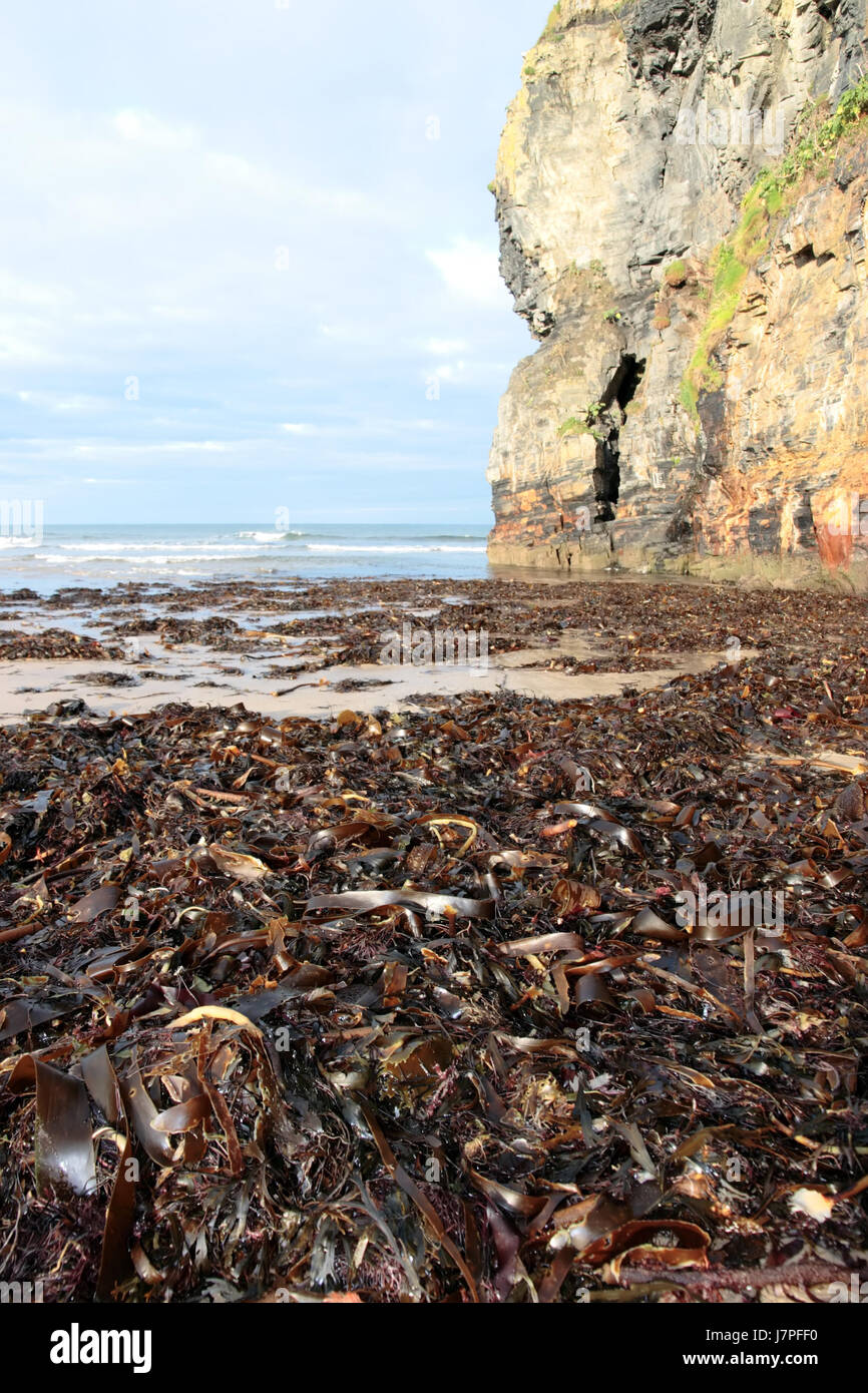 beach seaside the beach seashore kelp ireland seaweed storm gale blue ...