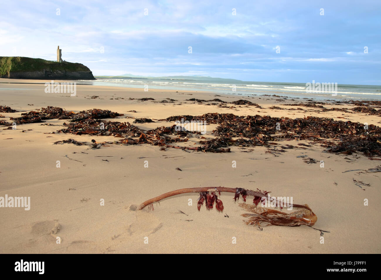 beach seaside the beach seashore kelp ireland seaweed castle storm gale ...