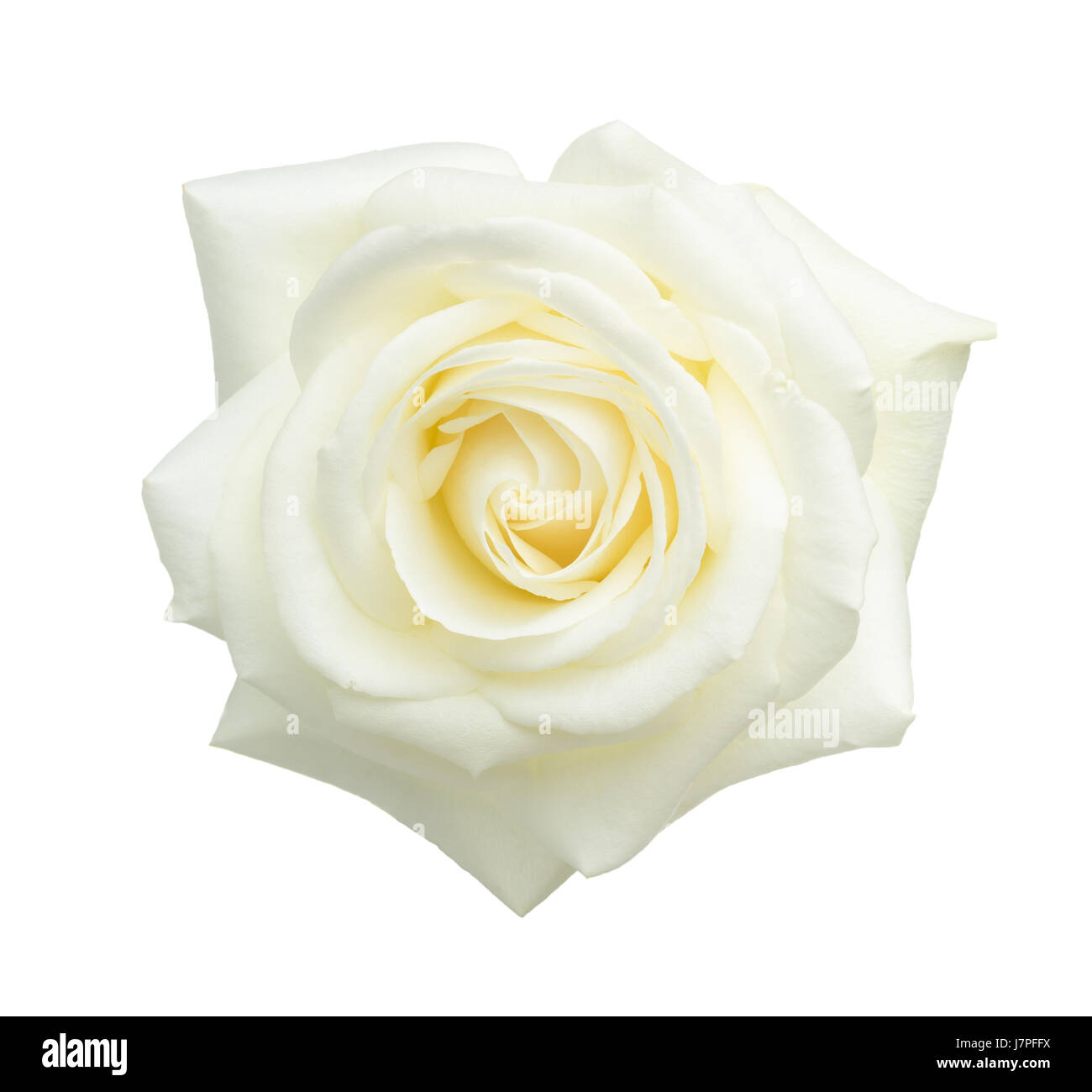 White rose isolated on white background Stock Photo - Alamy