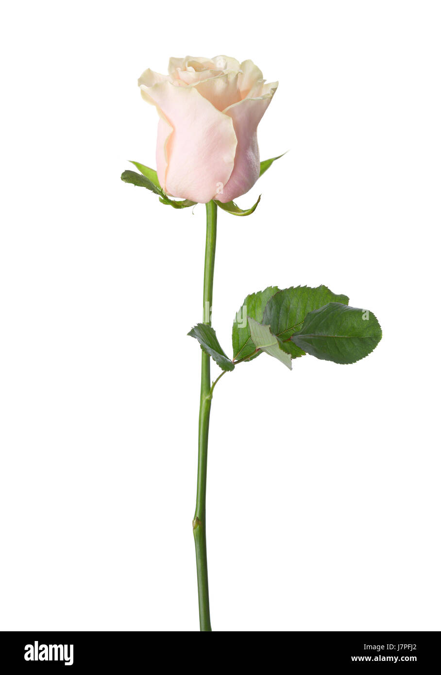 Light Pink Rose And Stem