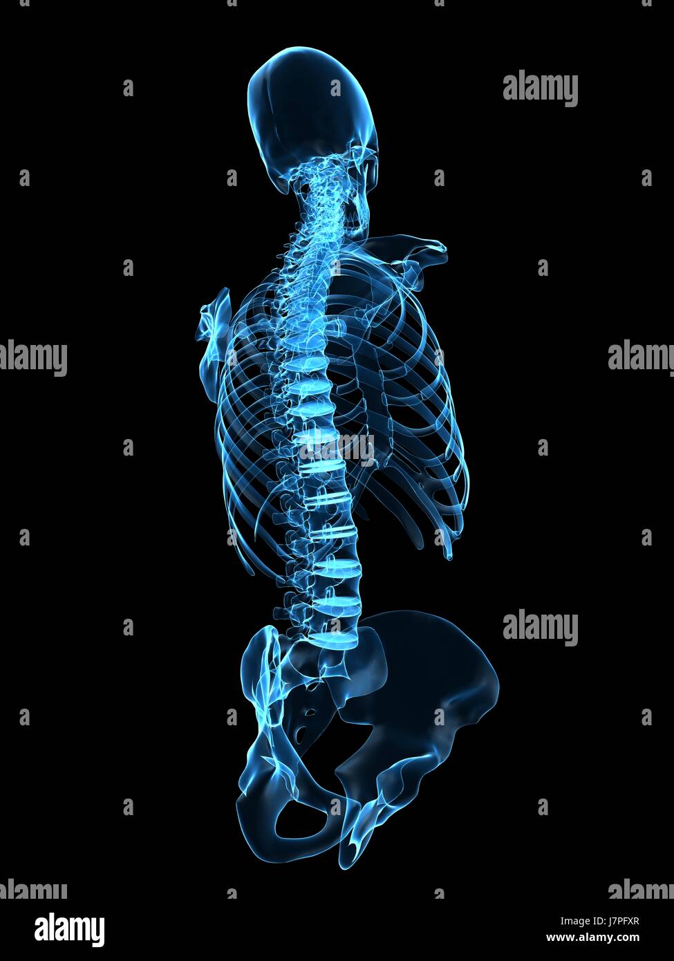 health human human being skeleton anatomy spine backache arthritis ...