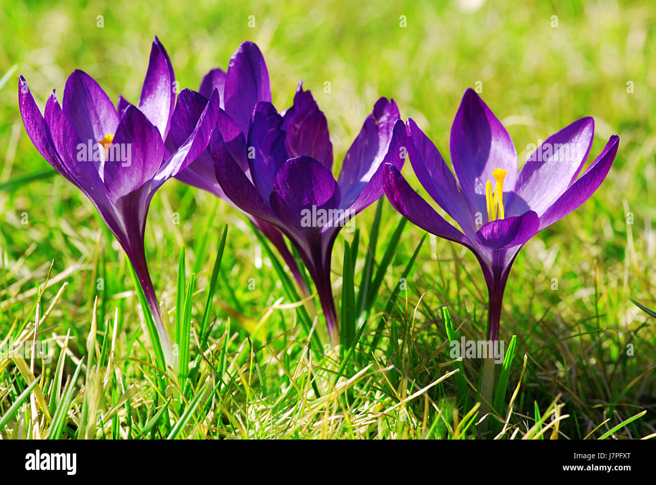 flower plant crocus spring beauty leaf garden flower plant bed ground ...