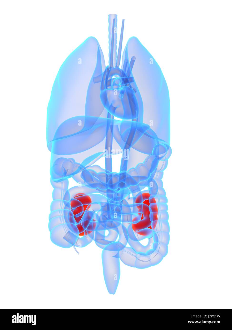 health human human being anatomy organ disease illness sickness body ...