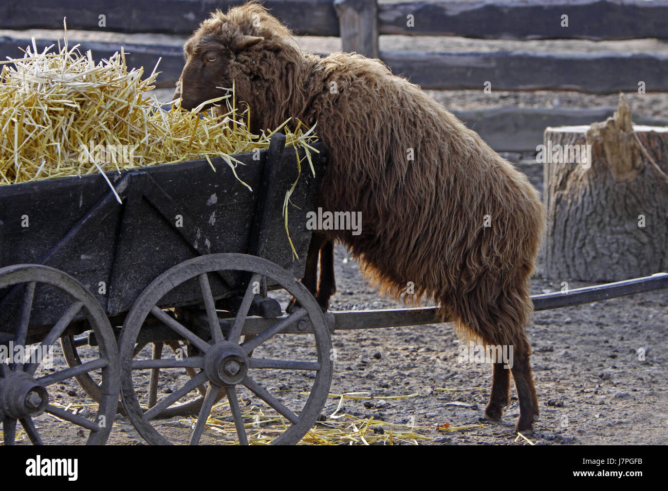 sheep (pl.) animal mammal animals agriculture farming sheep farming ...