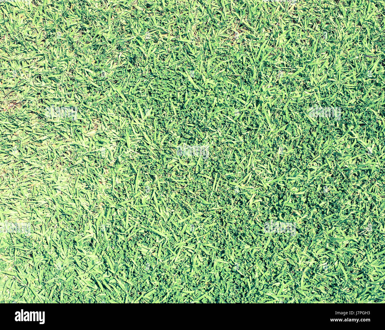 Green grass field Stock Photo - Alamy