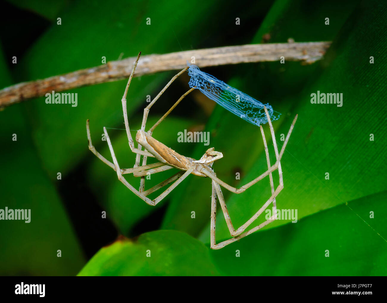Net Casting Spider (Deinopis sp.) holding its net, ready to throw it on ...