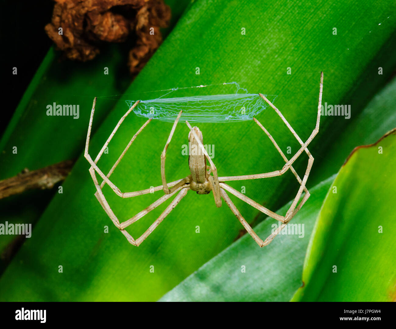 Net Casting Spider (Deinopis sp.) holding its net, ready to throw it on ...