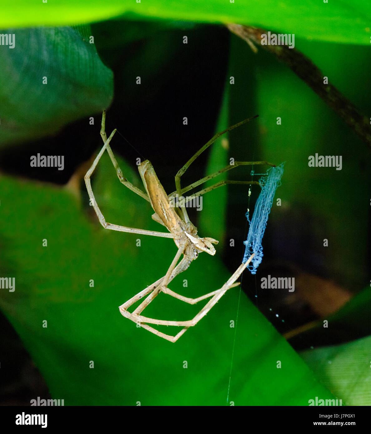 Spiders of australia hi-res stock photography and images - Alamy