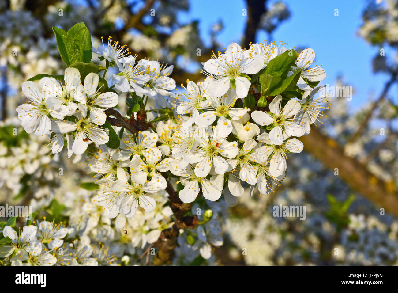 Beautiful flowering plums tree in your spring looks Stock Photo - Alamy