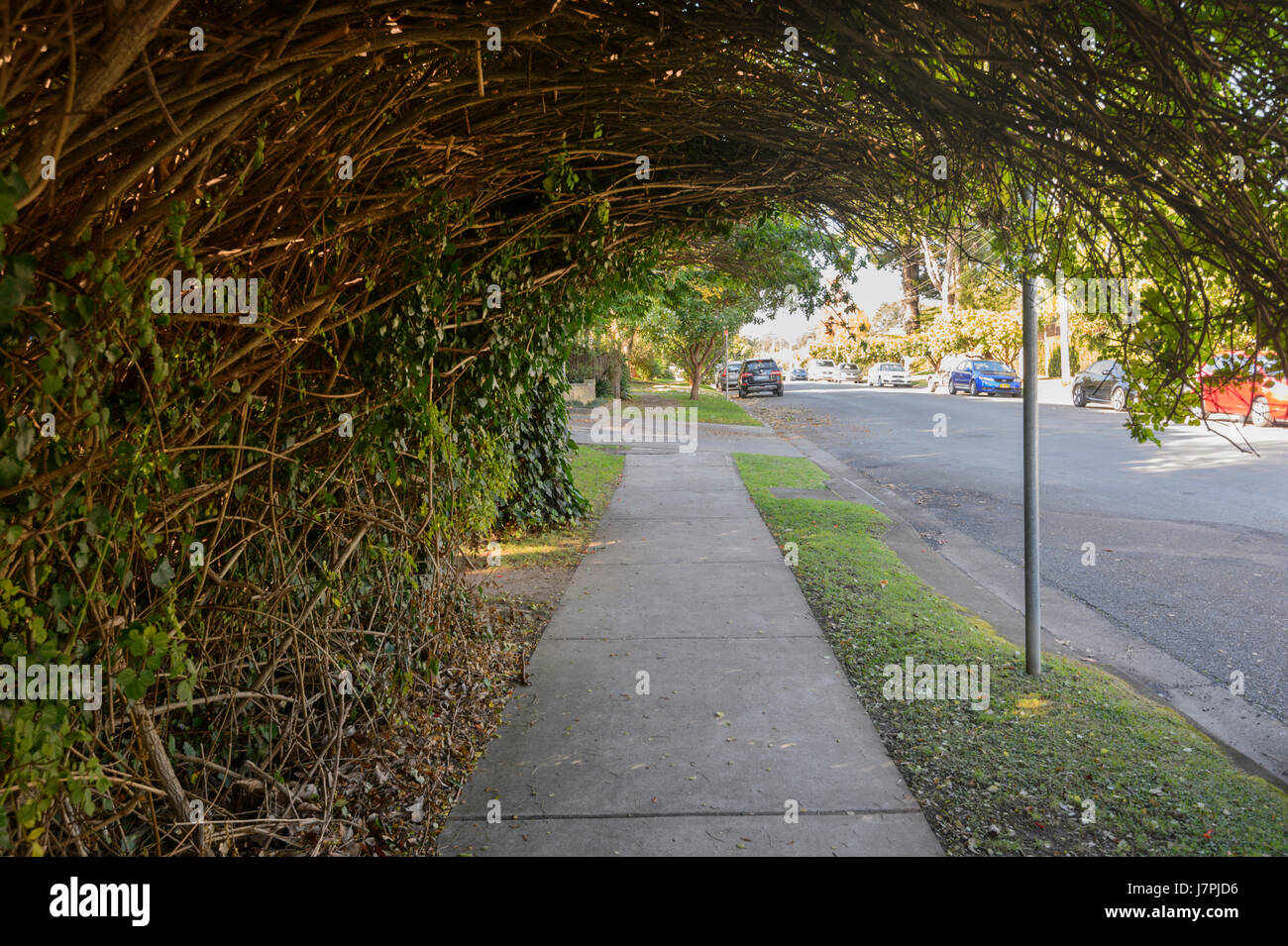 Picturesque arched hedge in a street of the small town of Berry, New ...