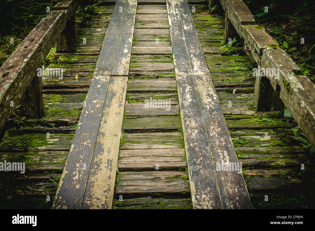 Wooden bridge in tropical rain forest, Jungle landscape Stock Photo - Alamy
