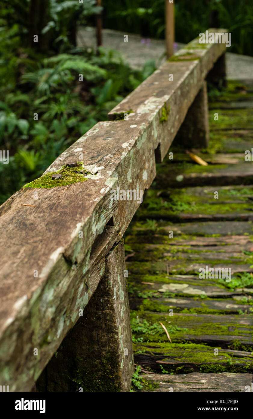Wooden bridge in tropical rain forest, Jungle landscape Stock Photo - Alamy