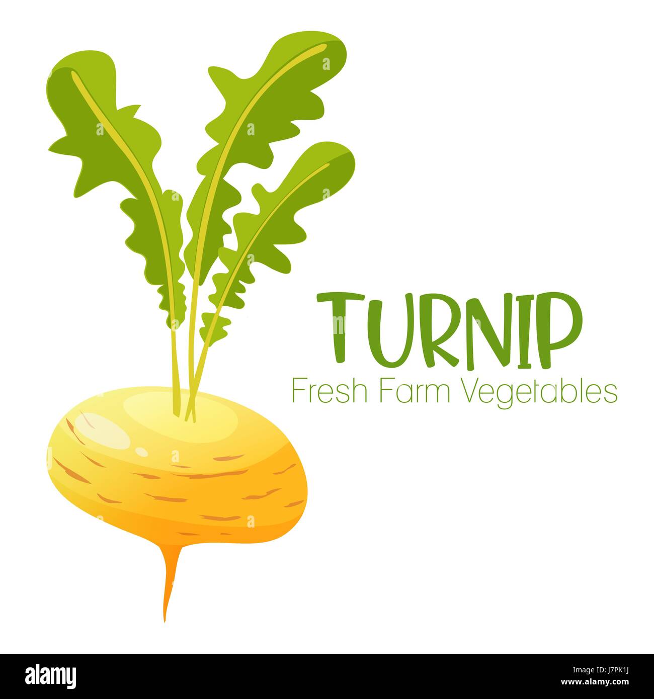 Vector turnip isolated on white background.Vegetable illustration for ...
