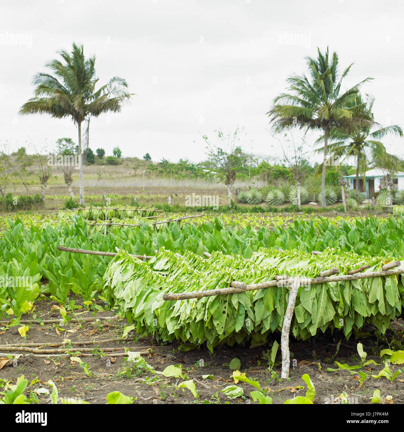 cuba leaf leaves agriculture farming field harvest america central ...