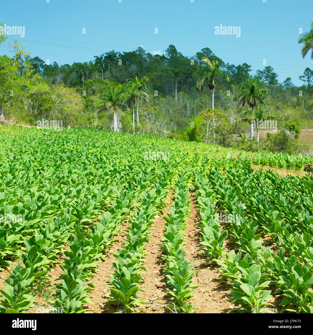 cuba leaf leaves agriculture farming field harvest america central ...