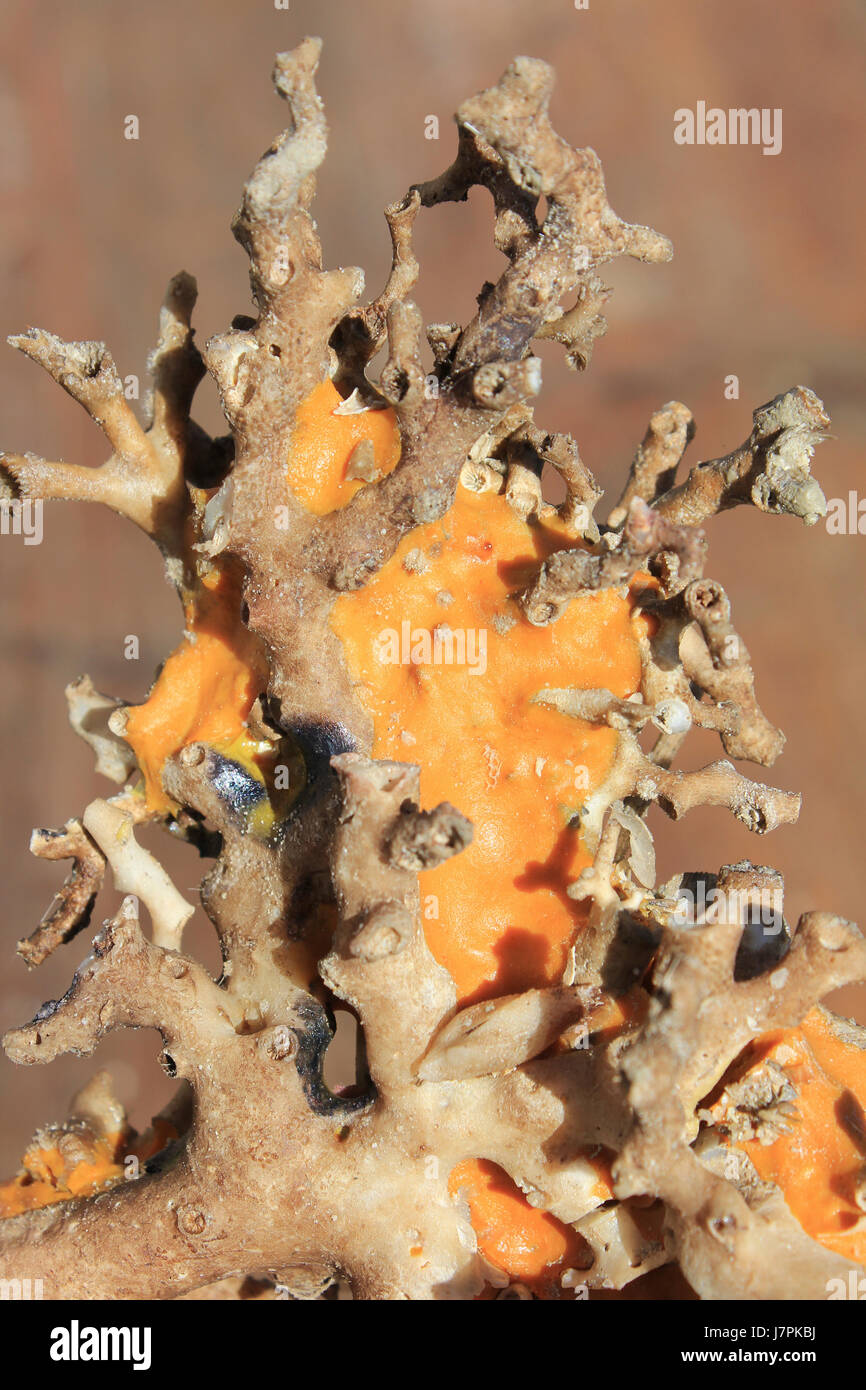 Trough coral hi-res stock photography and images - Alamy