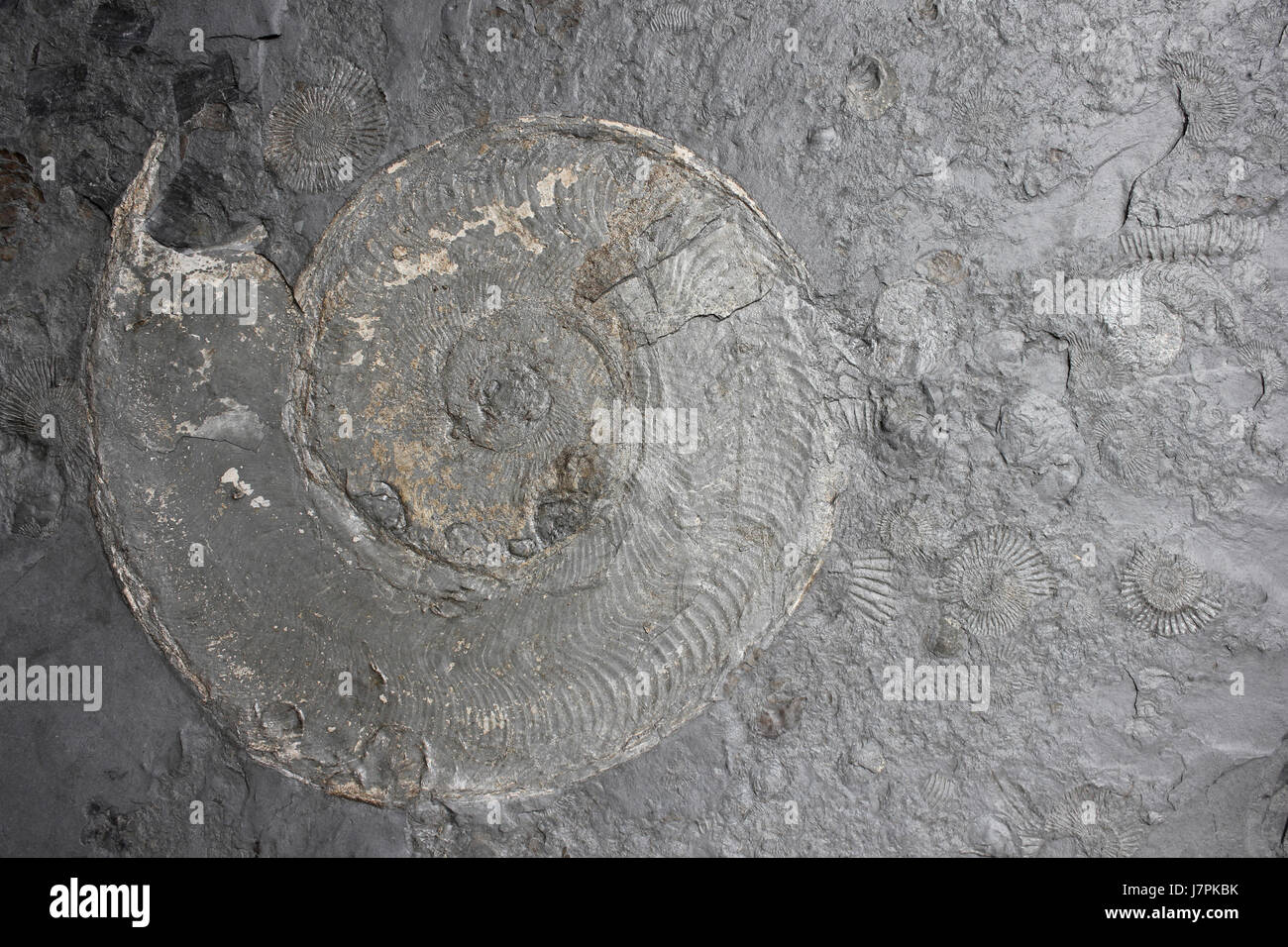 Flat Ammonite Fossil In Limestone Stock Photo - Alamy