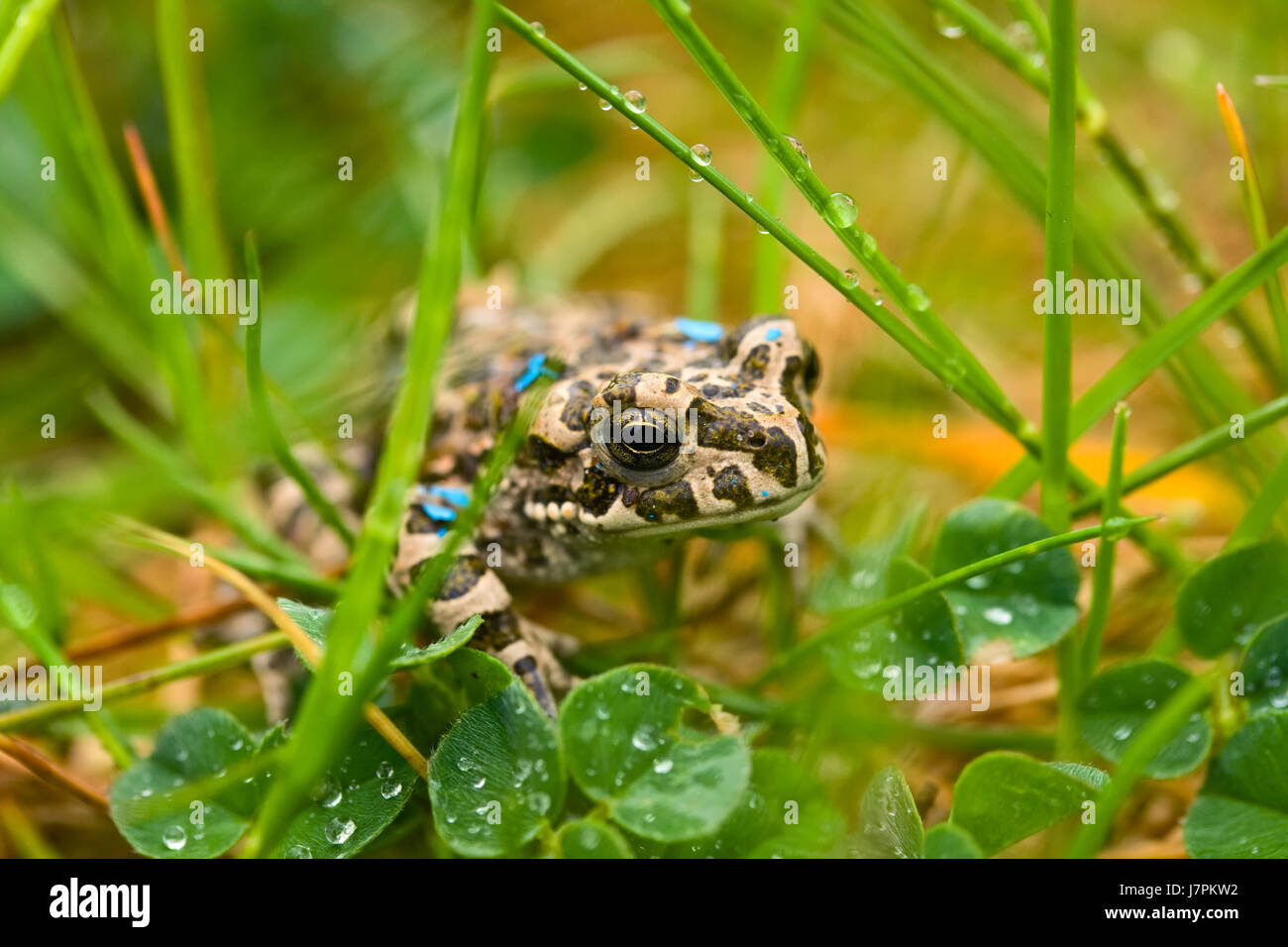 small tiny little short frog toad rain meadow grass lawn green water ...