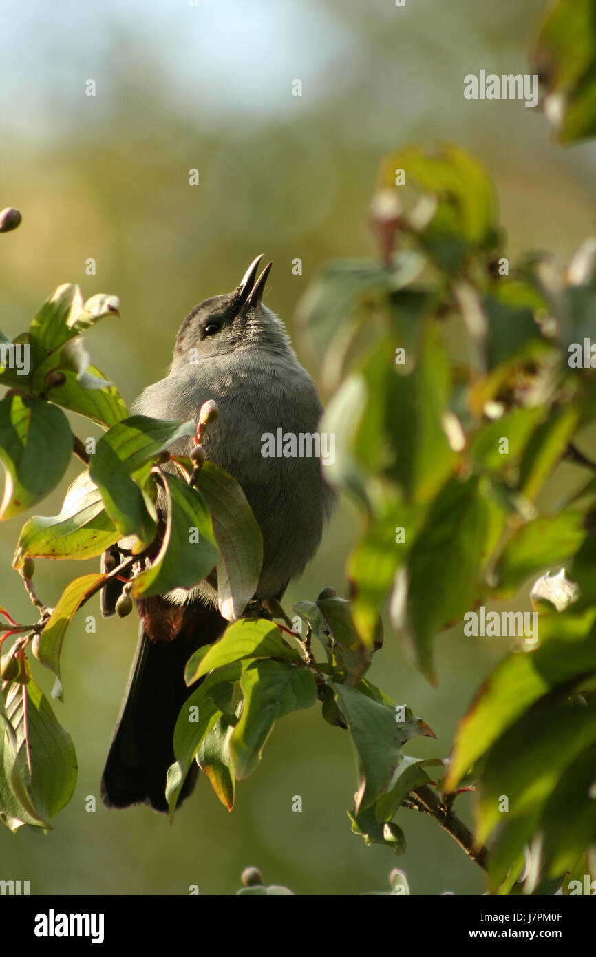 tree bird leaves wing beak wildlife feather catbird grey gray foliage ...