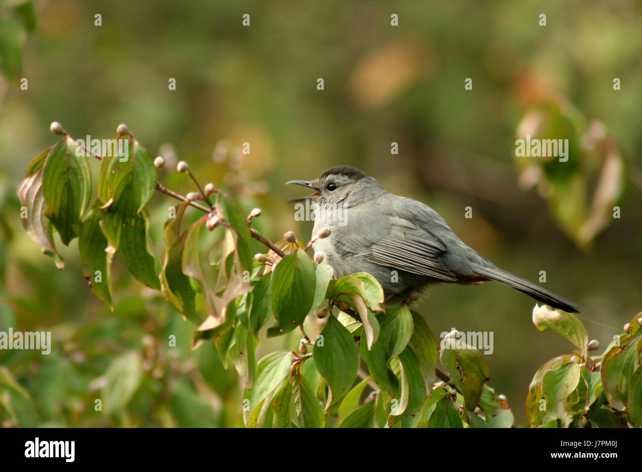 tree bird leaves wing beak wildlife feather catbird grey gray foliage ...