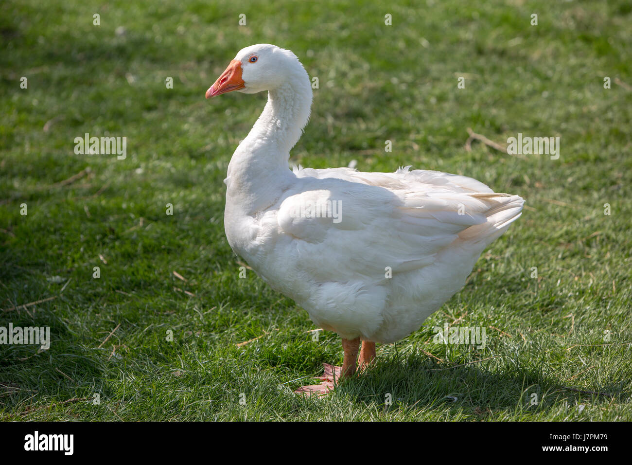 White feathered goose hi-res stock photography and images - Alamy