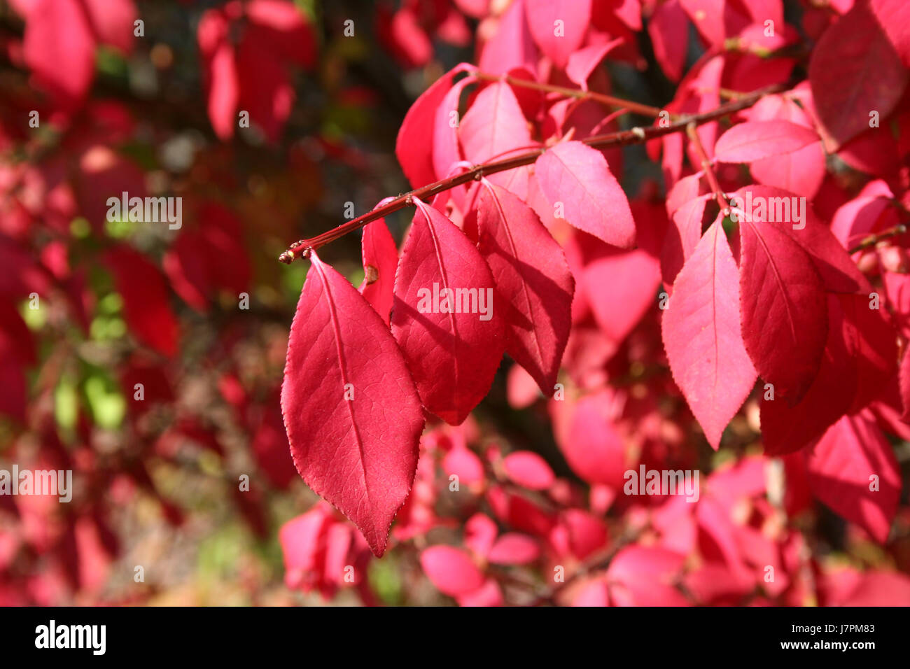 leaf colour tree trees leaves autumn leaves season backgrounds color ...