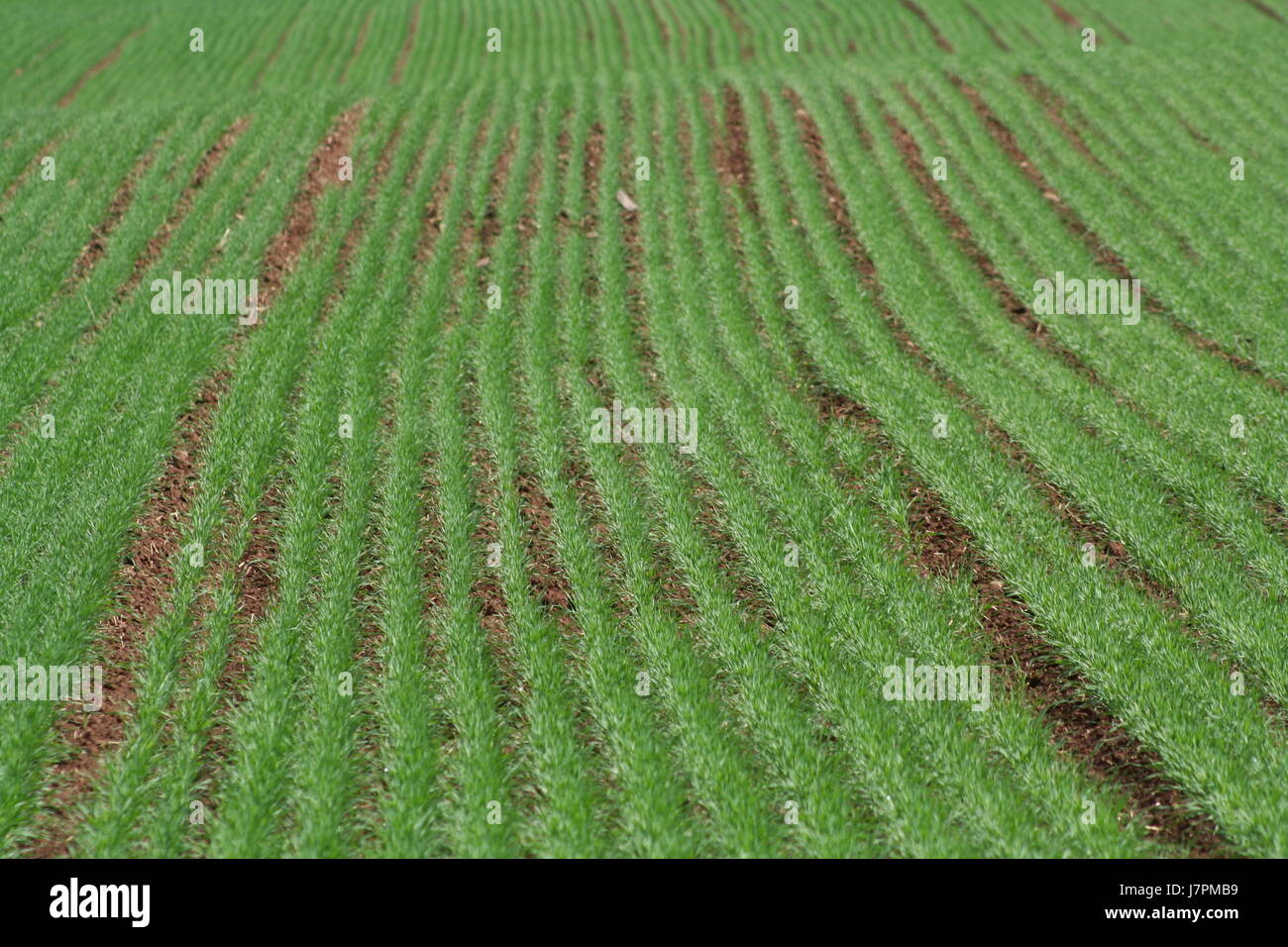 horizon garden ground soil earth humus field flora summer summerly ...