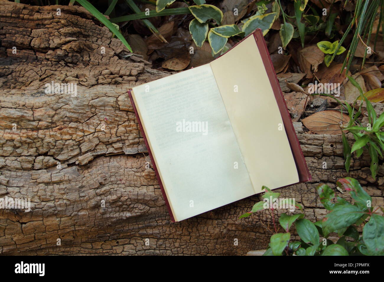 Still life - books outdoors - books isolated in an outdoor setting ...
