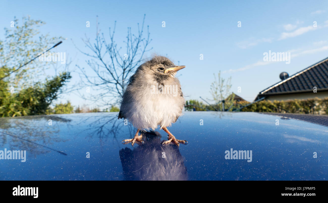 Blue bird car hi-res stock photography and images - Alamy