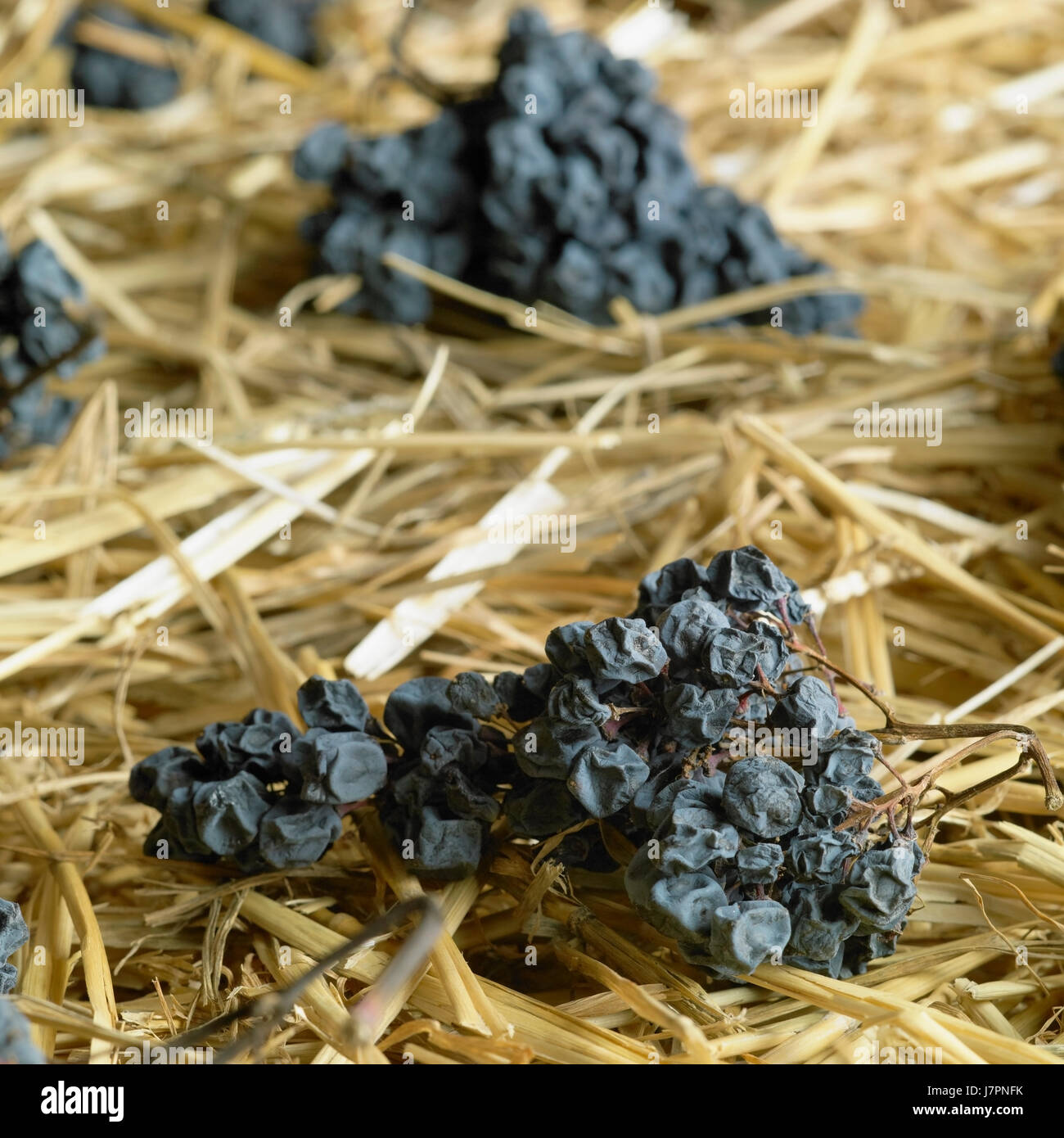 wine straw still life inside interior wine grapes one dry dried up ...
