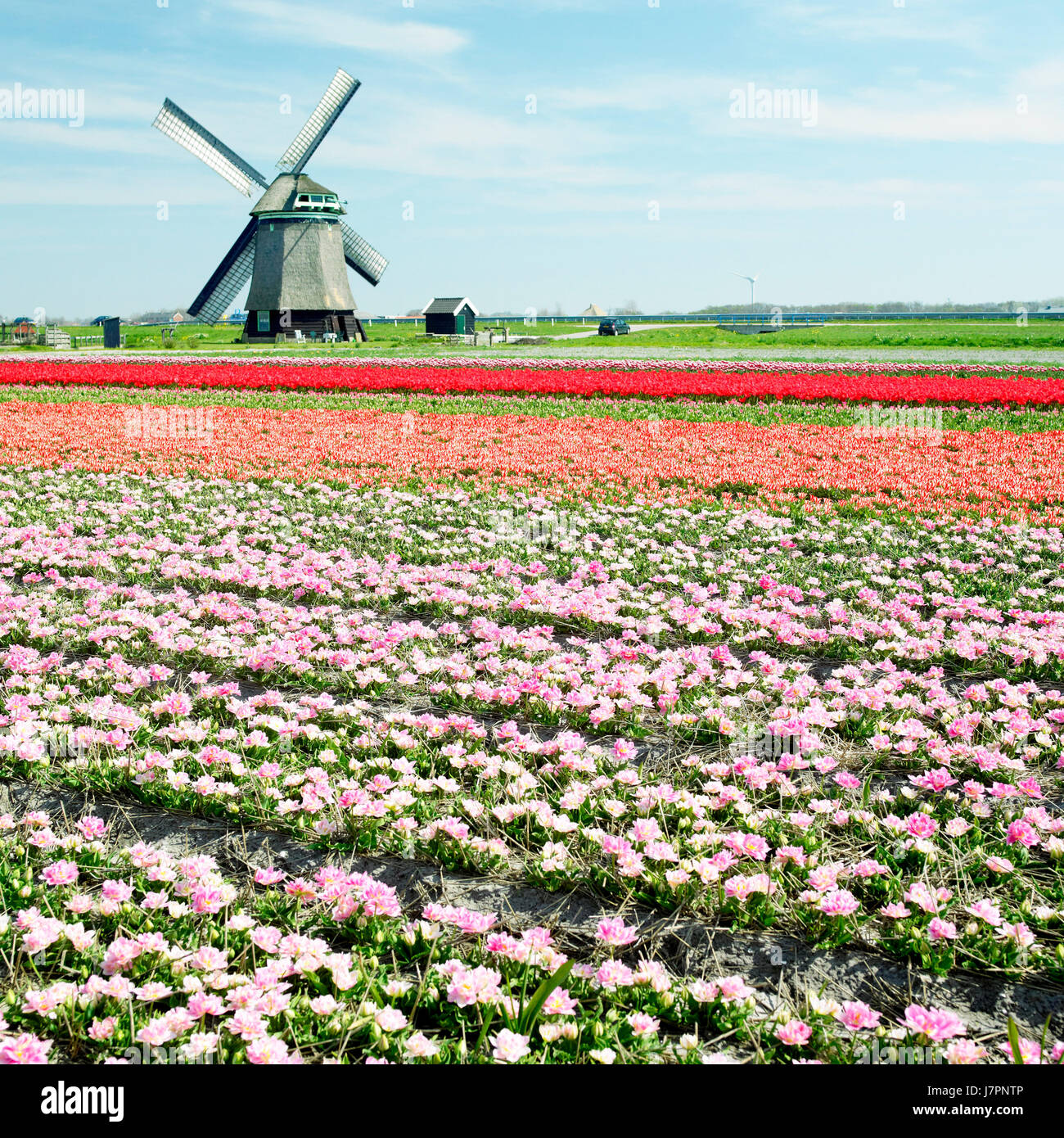 netherlands travel flower plant field flowers flora botany europe ...