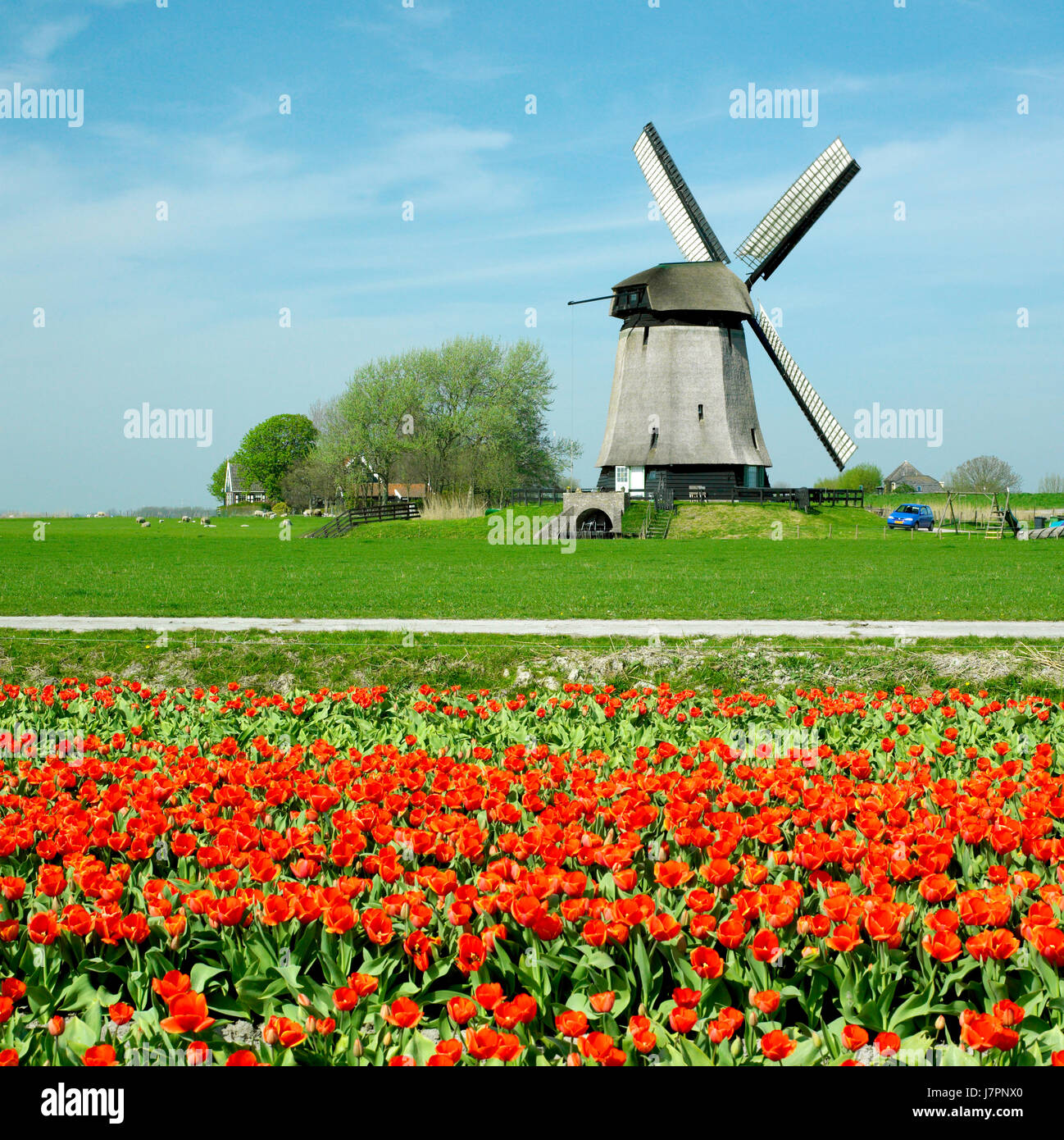 netherlands travel flower plant field flowers flora botany europe ...