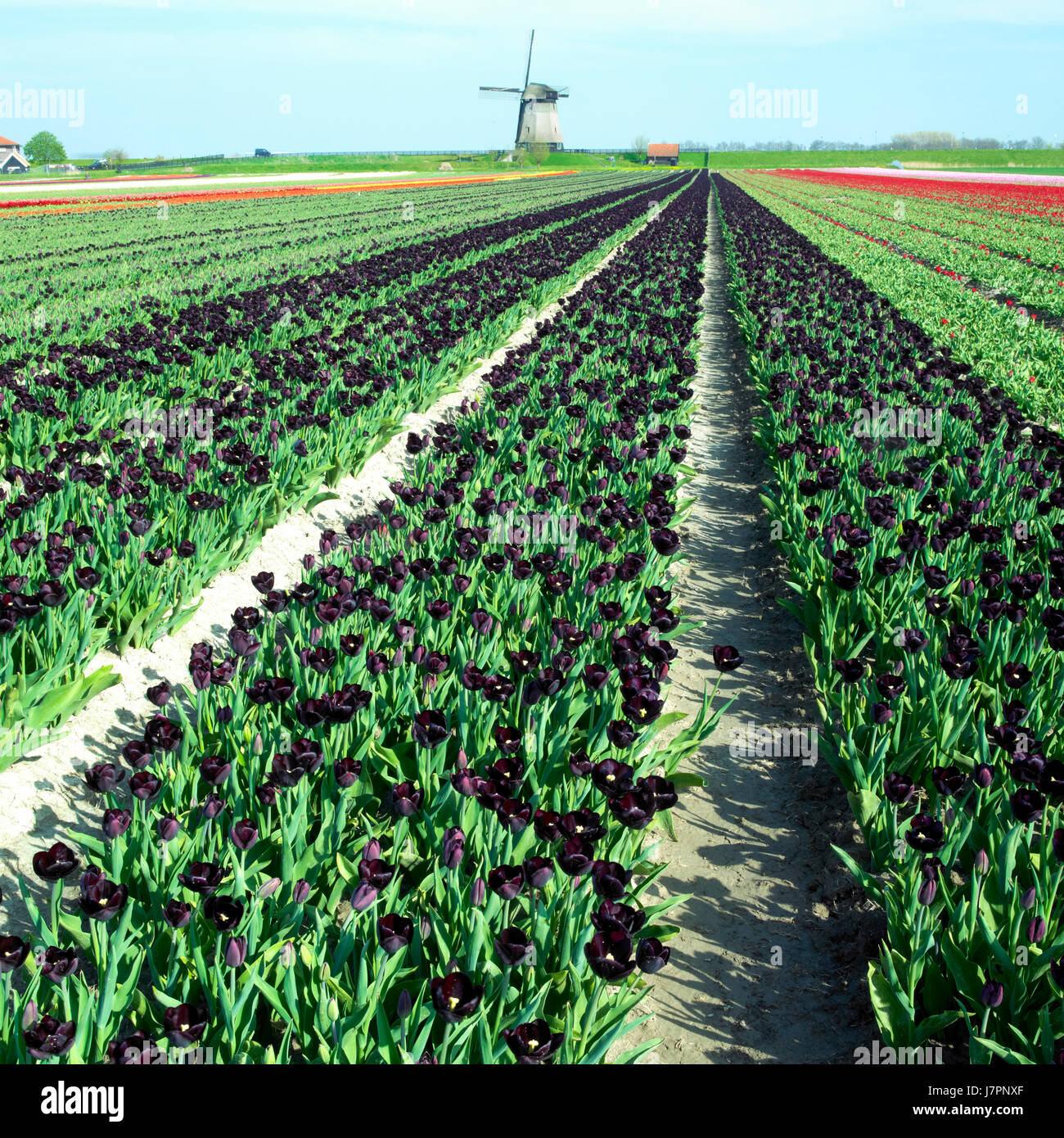 netherlands arrangement travel flower plant field flowers flora botany ...