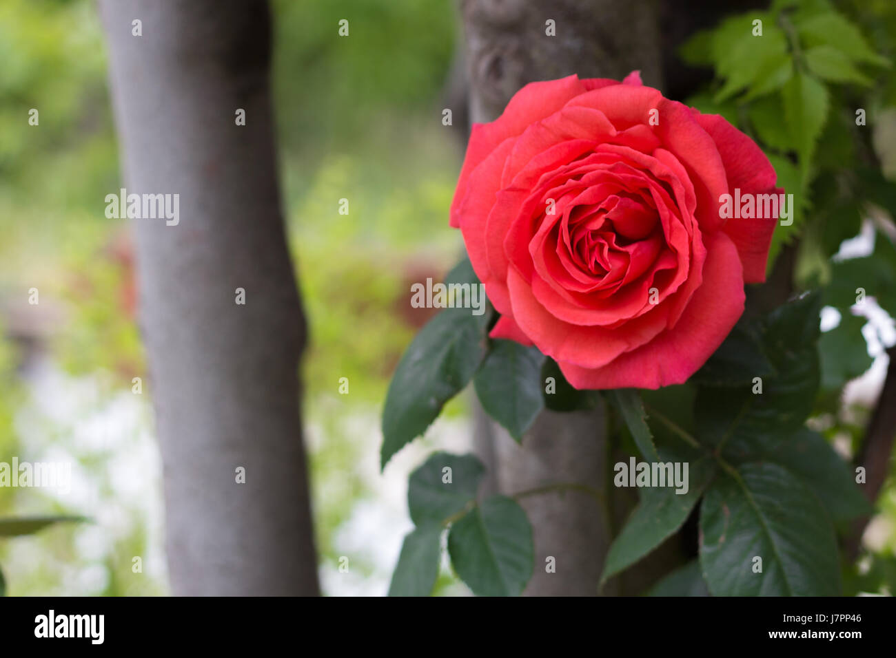 Big red rose hi-res stock photography and images - Alamy
