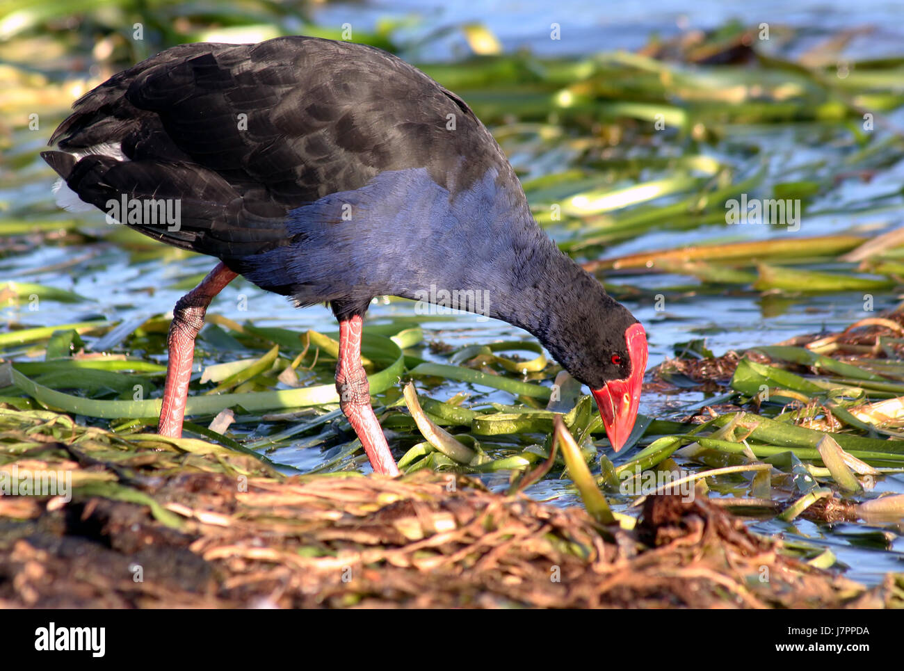 Sumpfralle hi-res stock photography and images - Alamy