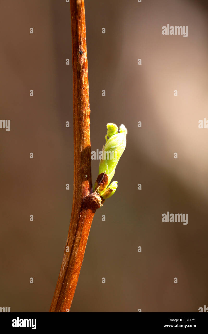 new life spring Stock Photo - Alamy