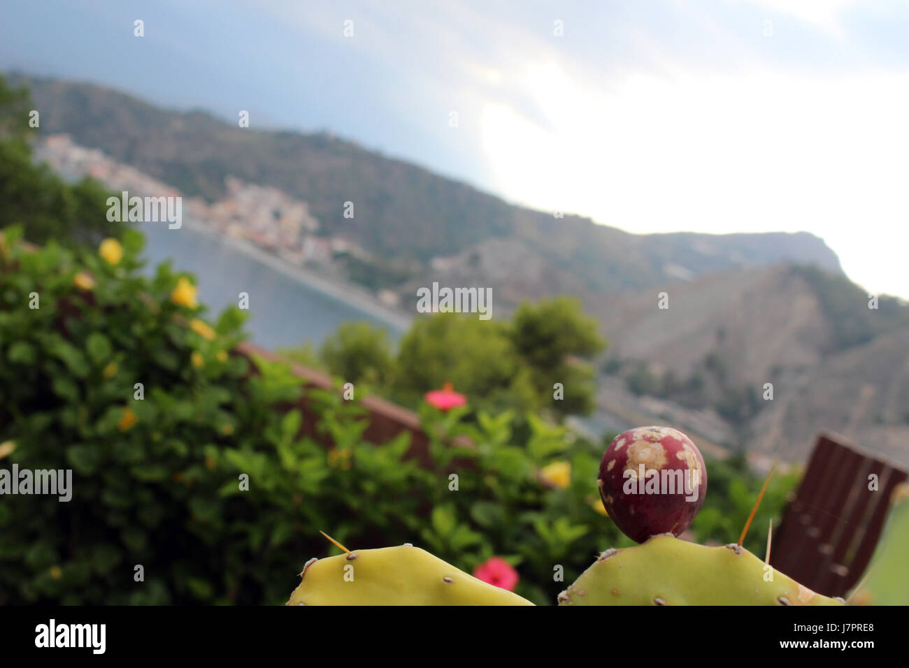 Sea and Prickly pear Stock Photo - Alamy