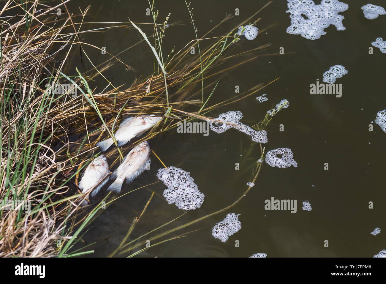 Dead fish from animal sewage hi-res stock photography and images - Alamy