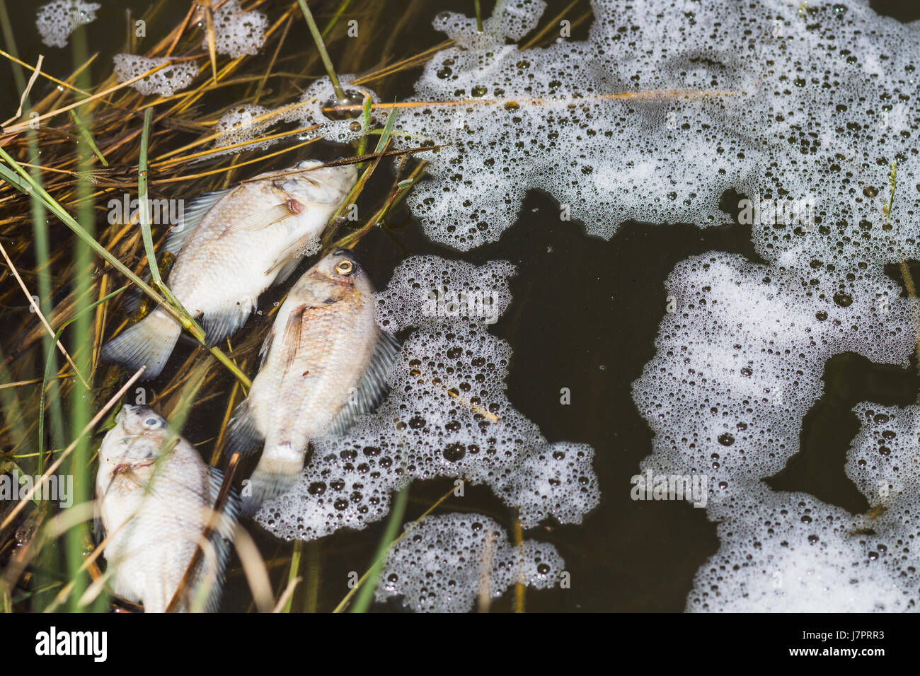 fish dead from pollution water bad problem of environment Stock Photo ...